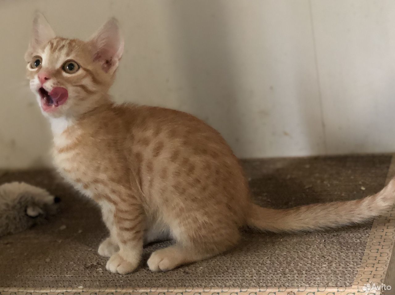 Котёнок 2.5 мес мальчик в добрые руки