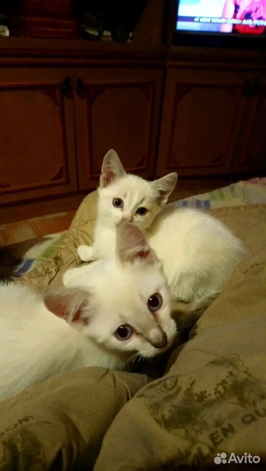 Отдам в хорошие руки маленьких милашек, очень игри