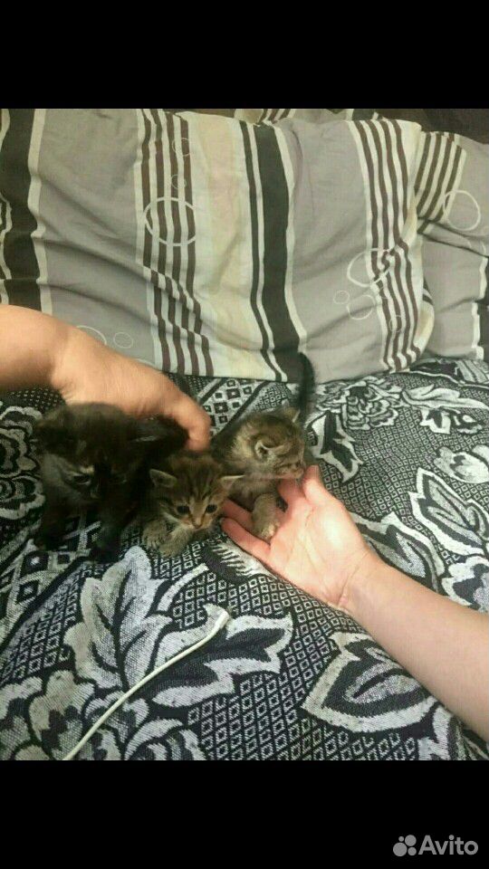 Отдам Бесплатно Котяток