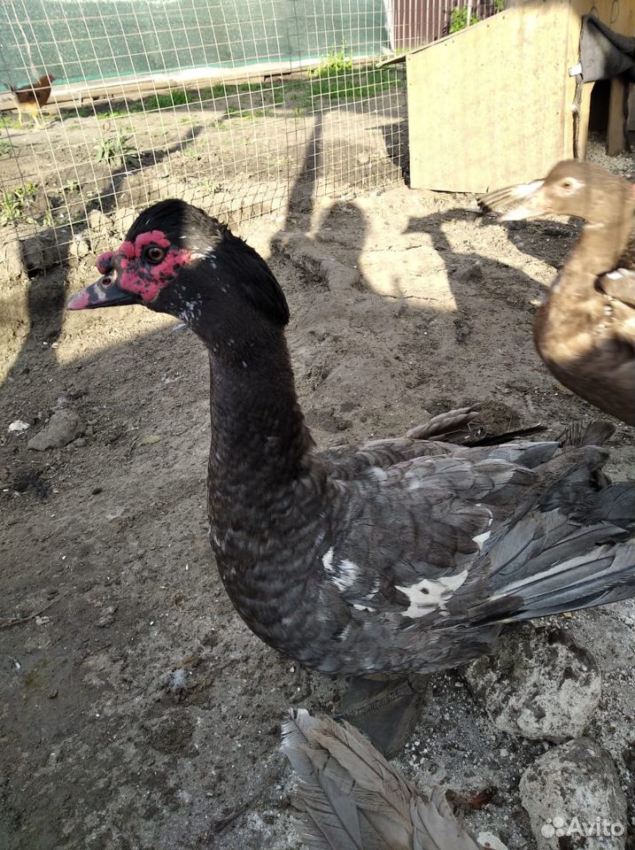 Селезни голубой мускусной утки на племя