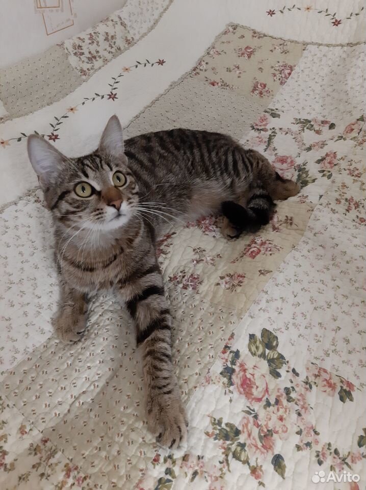 Котенок-тигренок в добрые руки