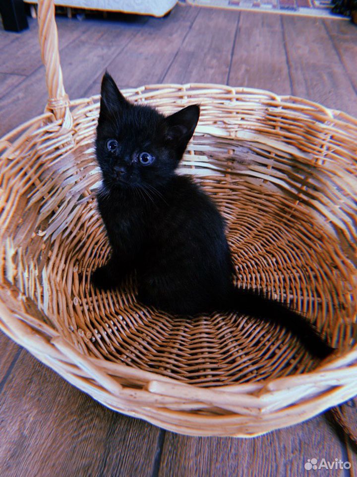 Кошечка 2 месяца