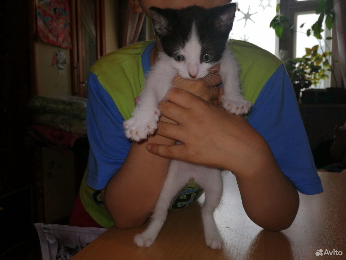 Отдам котенка