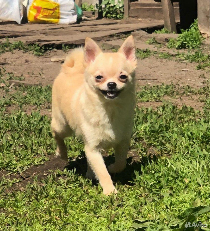 Мини Чихуахуа мальчик кремовый бейби фейс, коби ти