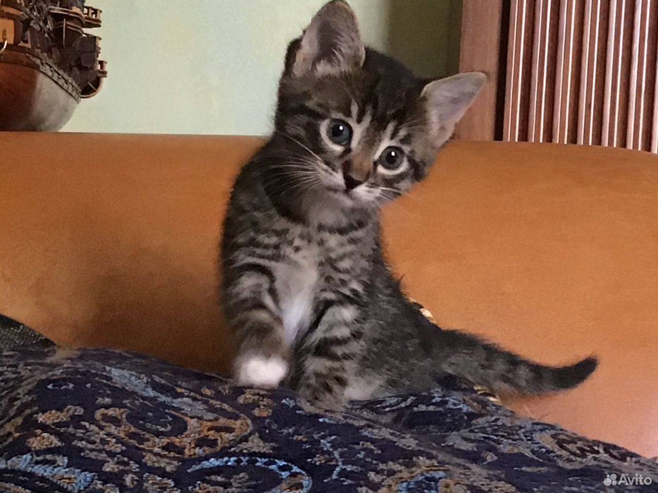 Сибирская кошечка 2 мес