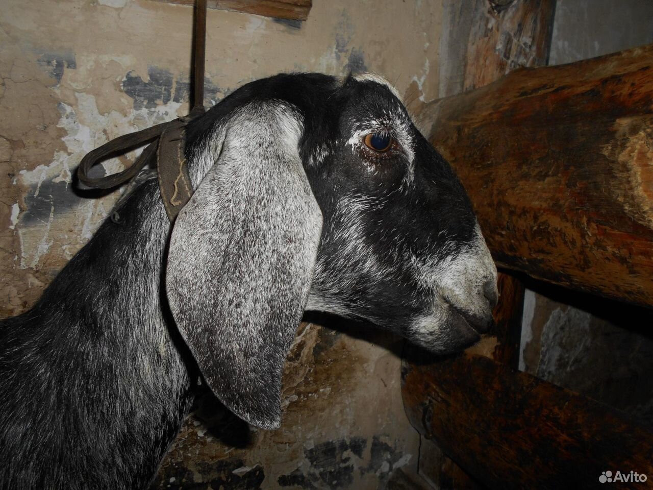 На продаже козочки 04.05.2020,16.05.2020