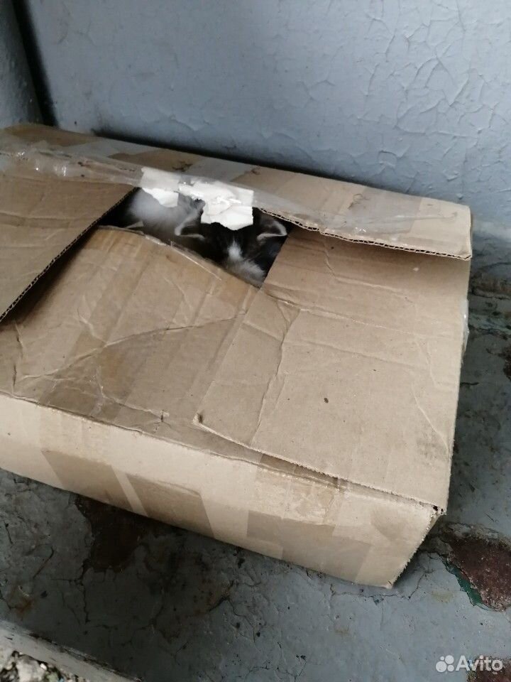 Кто то оставил котят на остановке