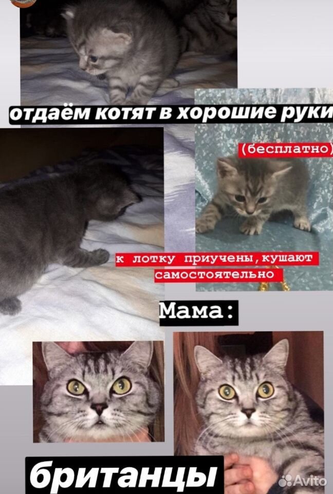 Отдаю котят в хорошие руки,бесплатно,кушают самост