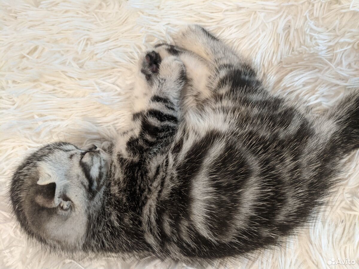 Шотландские веслоухие котята