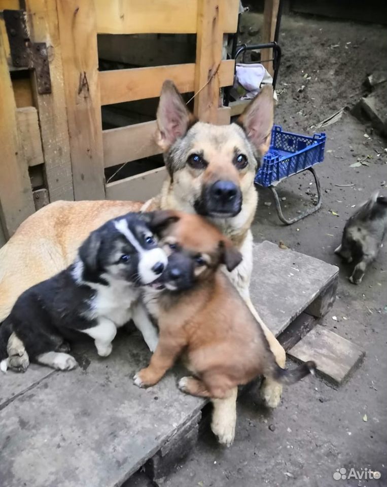 Шикарные щенки в поисках дома