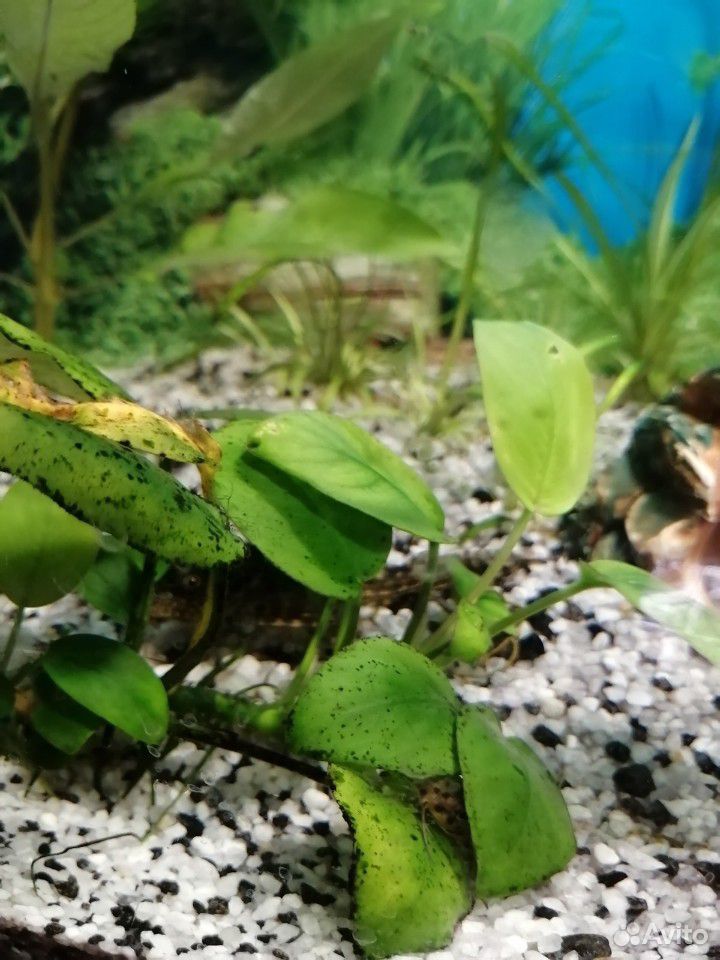 Парчовый сомик