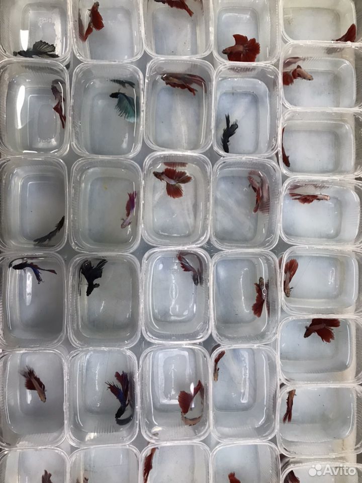 Подбор люксовых петушков двойной хвост