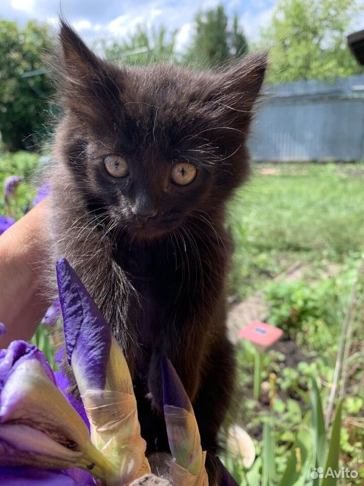 Котята Мальчики Малыши