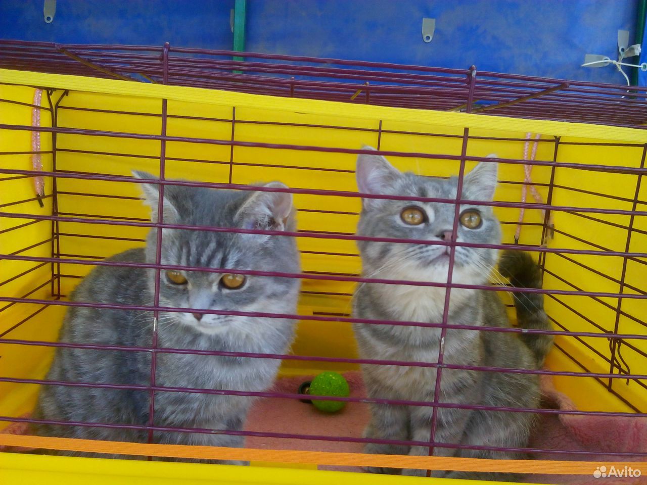 Продаются котята