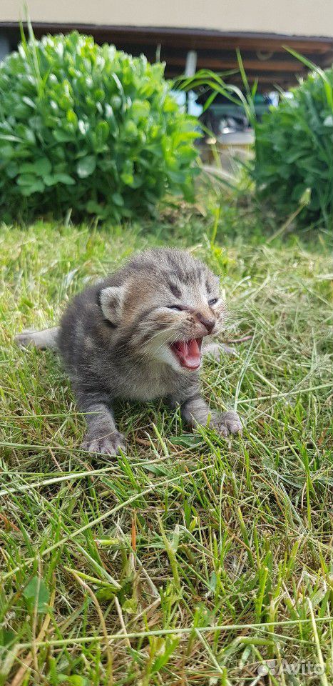 Красивые котята