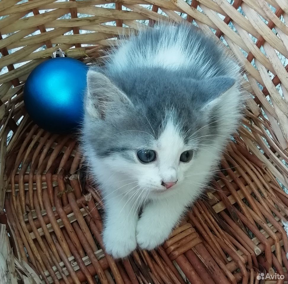 Кошечка-девочка, 1,5 месяца