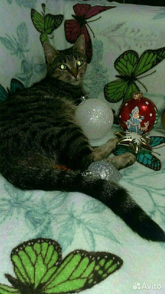 Кошка Кейси