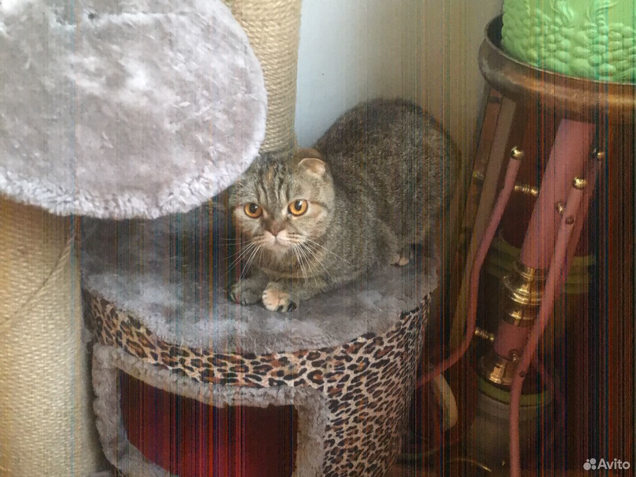 Скотишь фолд