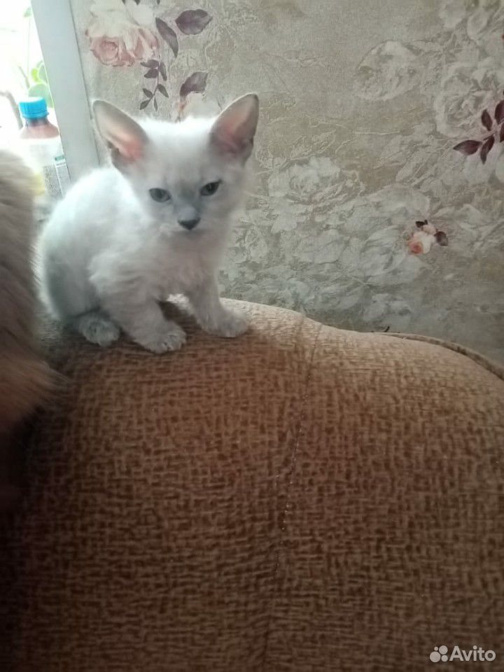 Сфинксы браш мальчик и девочка.Возраст котят 2 мес