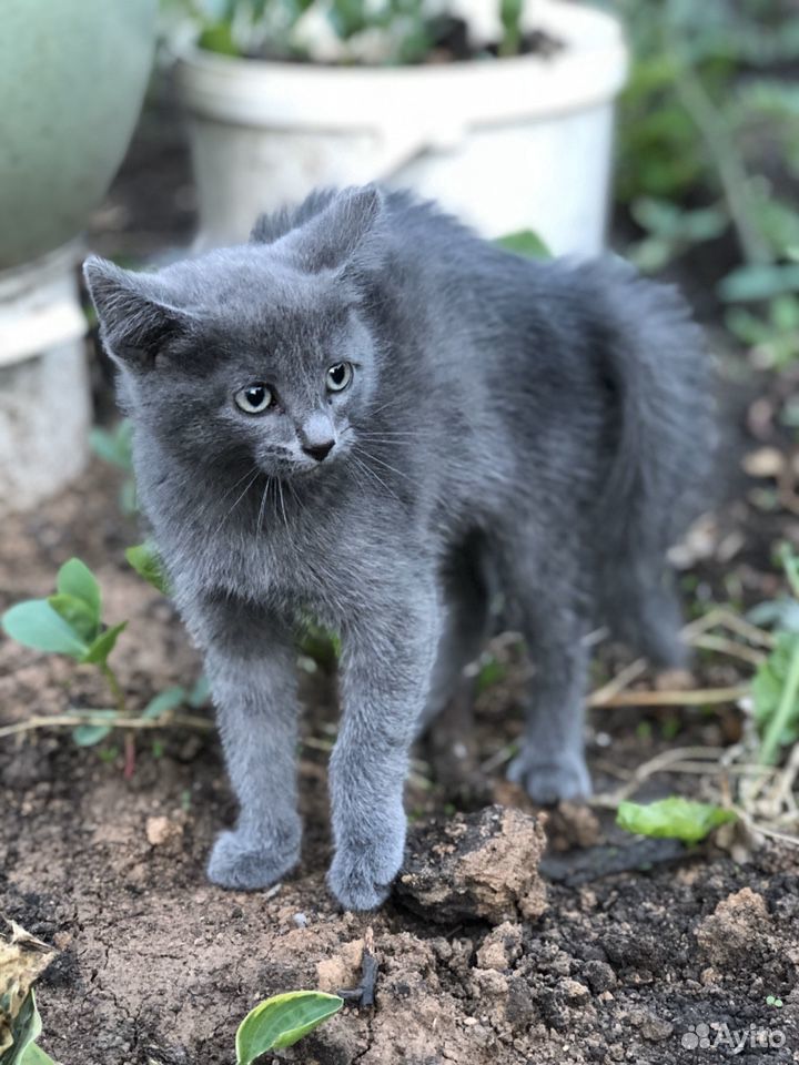 Котята