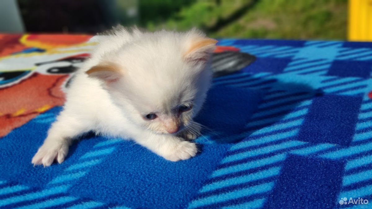 Котенок снежок