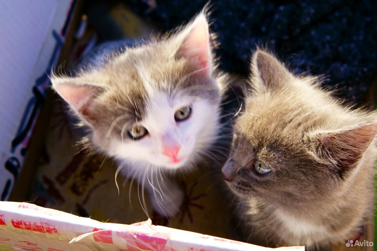 Котята в добрые руки