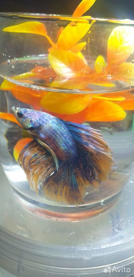 Рыбка петушок пестрое солнце