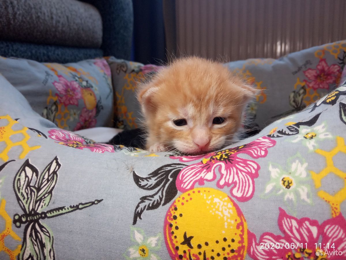 Славные котята