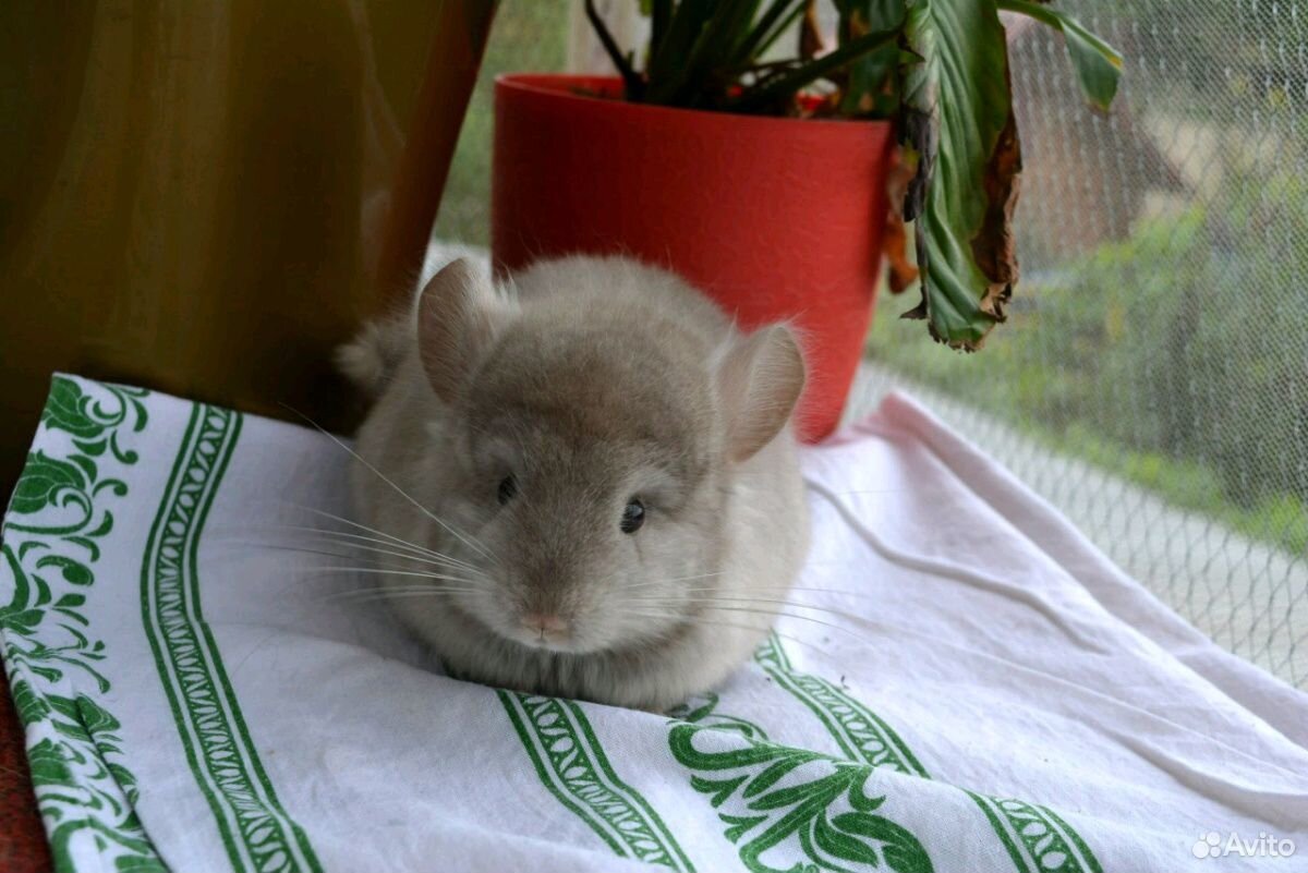 Шиншилла