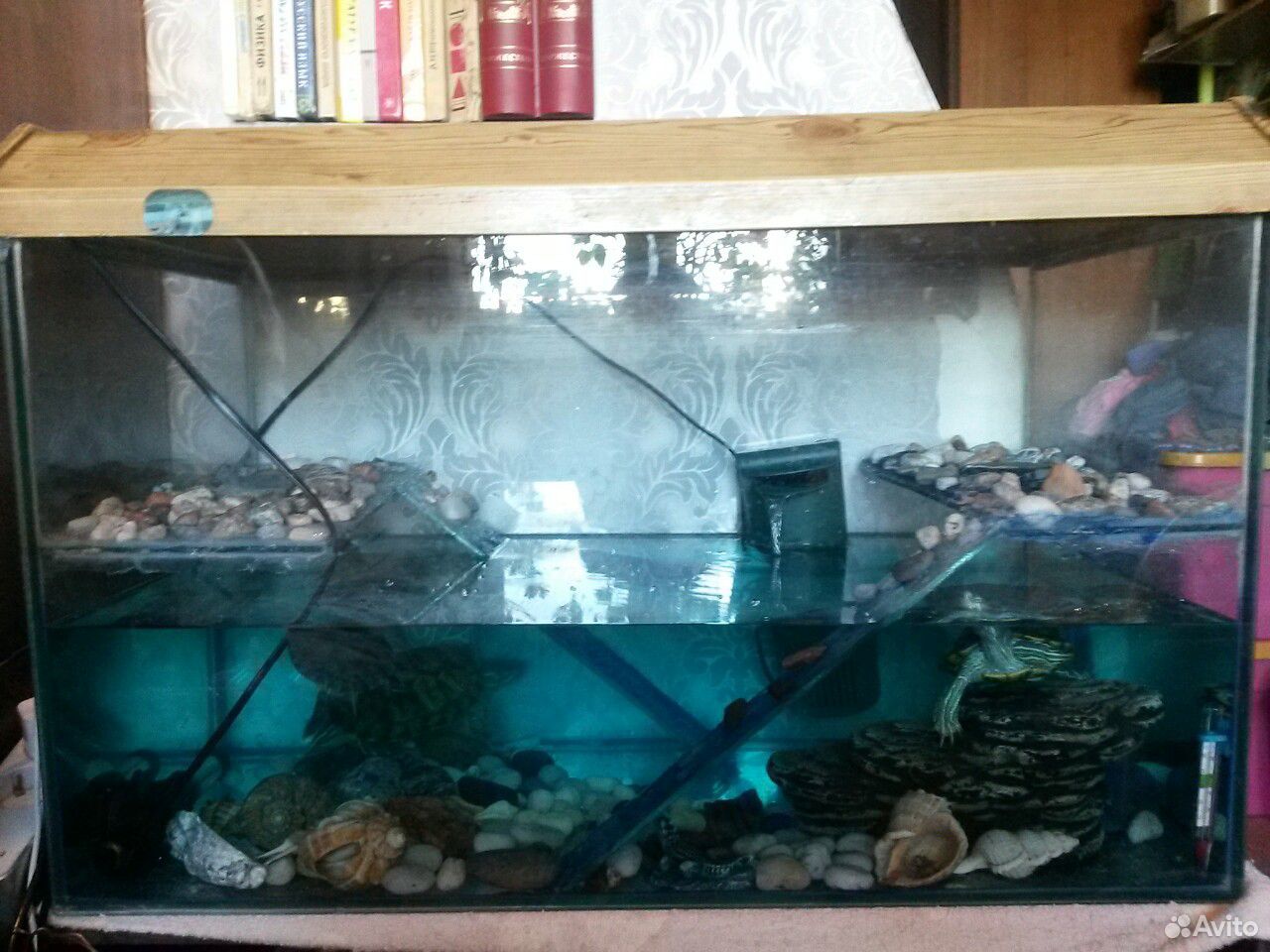 Терариум с тремя краснухими черепахами