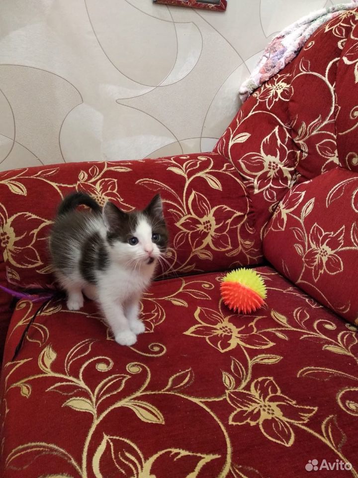 Котенок Джерри