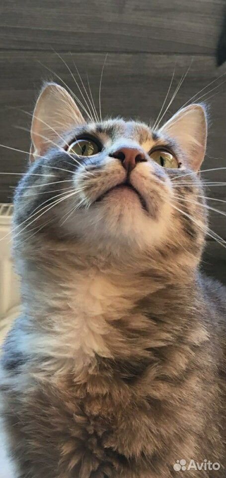 Кот ищет дом