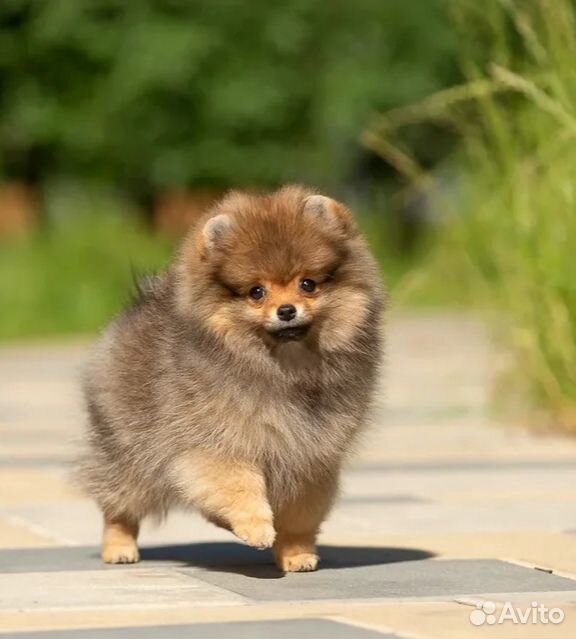 Щенок шпица девочка 3 мес