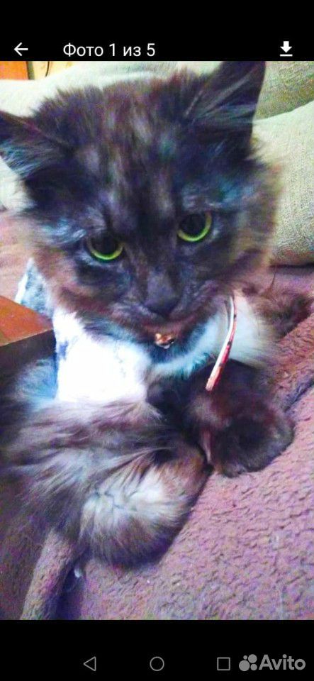 Кошка в добрые руки