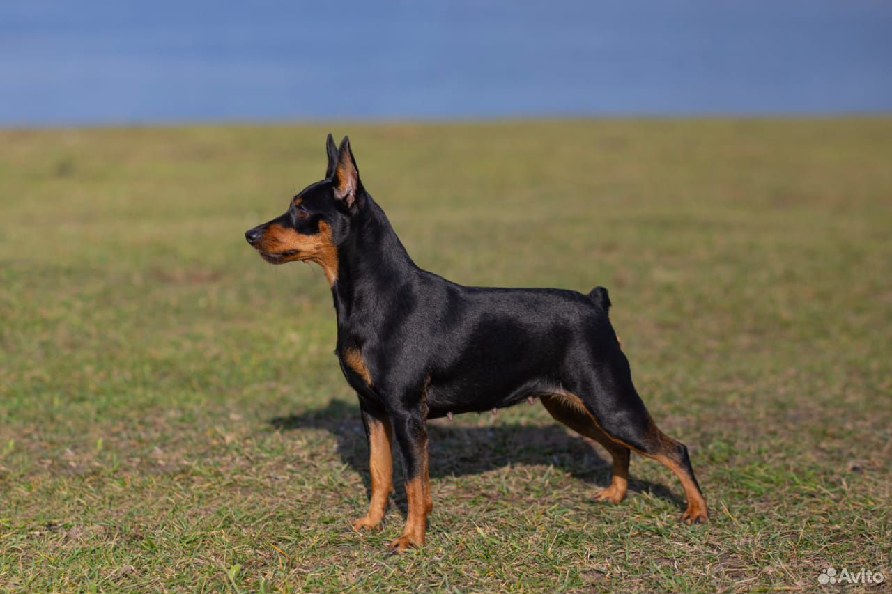 Шикарные малютки