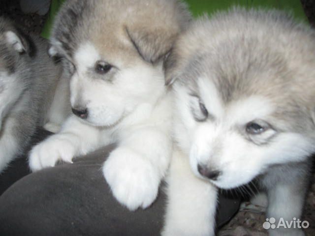 Выбор есть, щенки разных пород