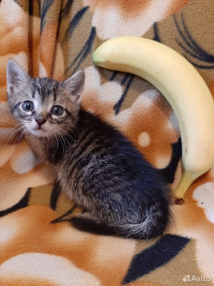 Пуговицы меньше банана 1 месяц в дар