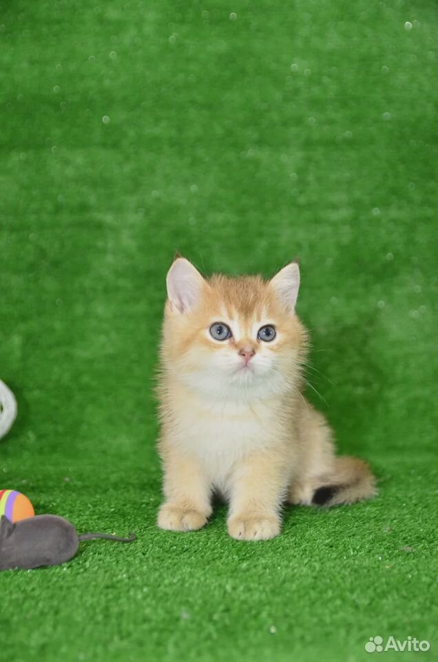 Шикарный котик