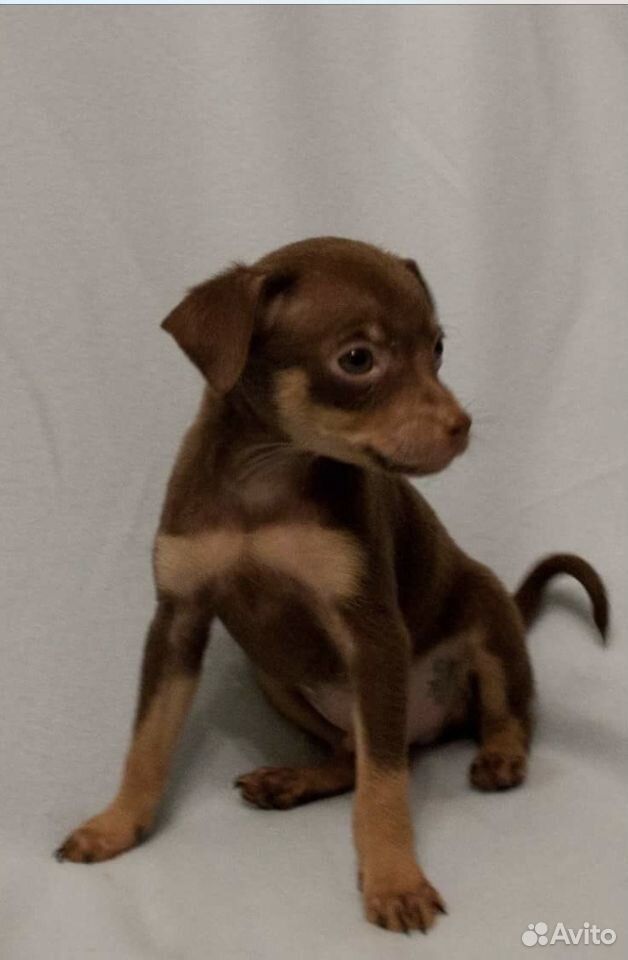 Щенок той-терьер мини девочка