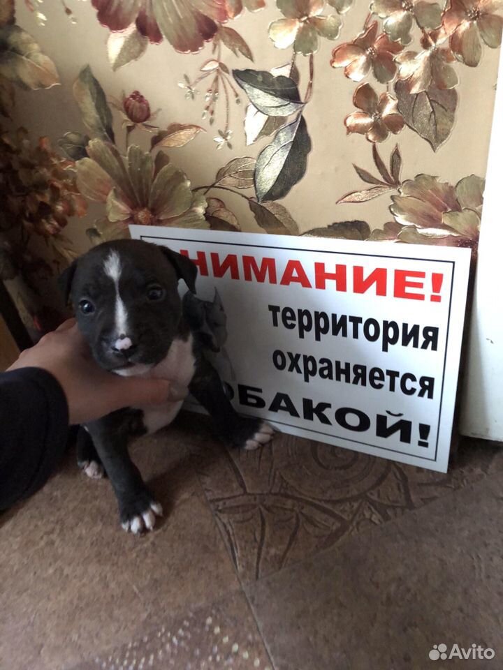 Собака стафф