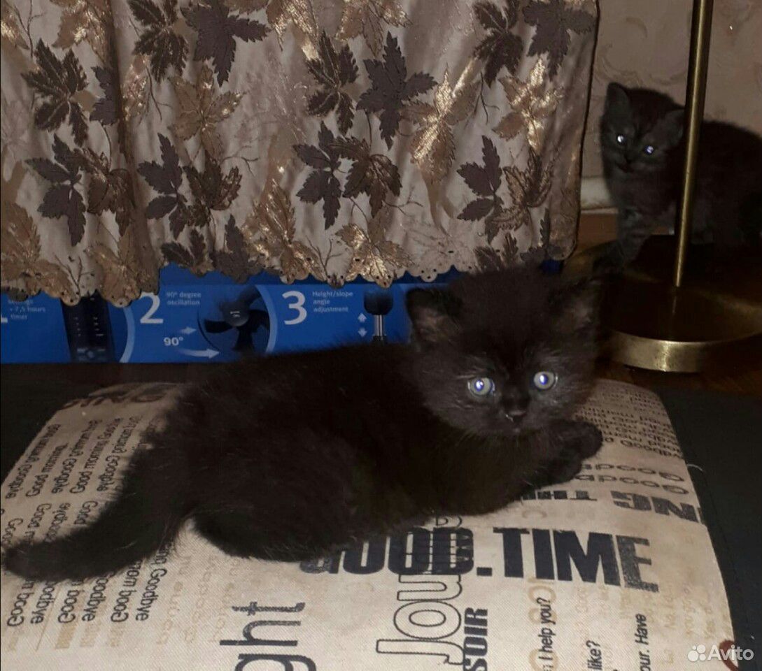 Продам британских котяток