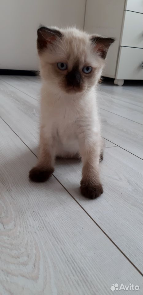 Котик Британец