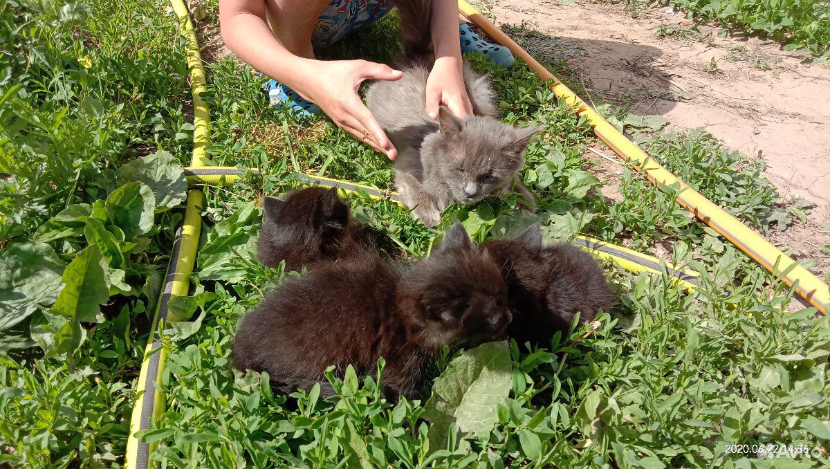 Котята