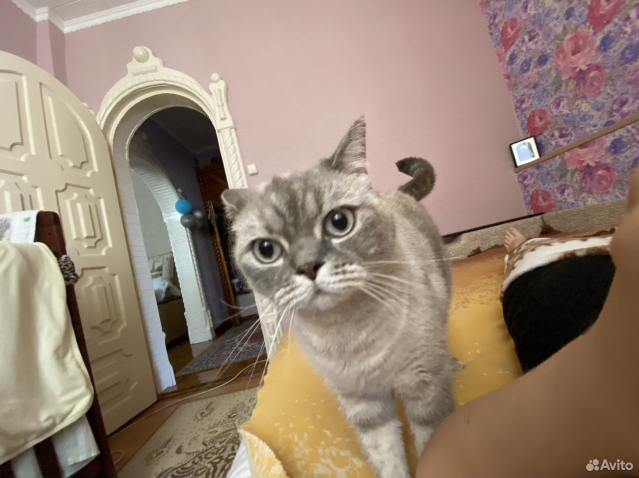 Отдам кошку британскую блю поинт