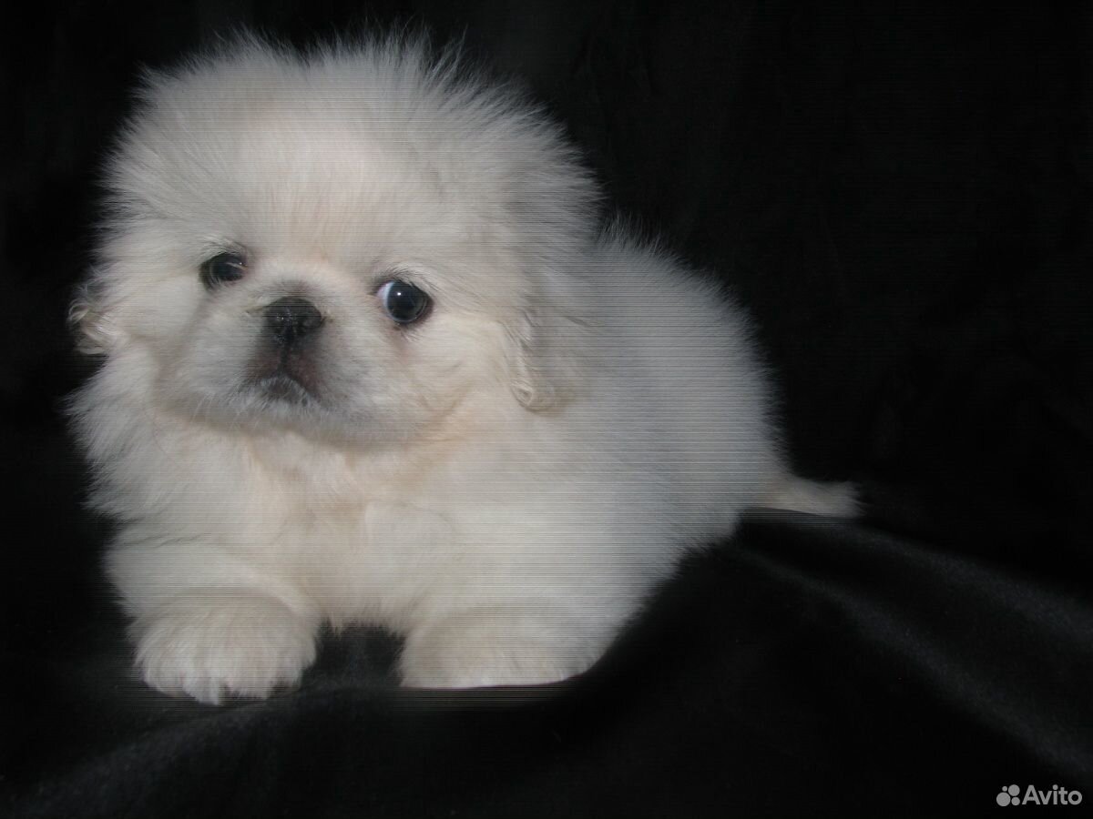 Пекинес,2 девочки