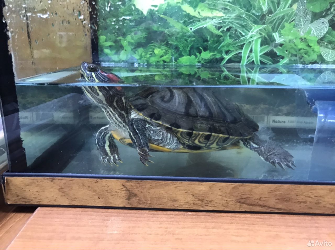 Красноухая черепаха