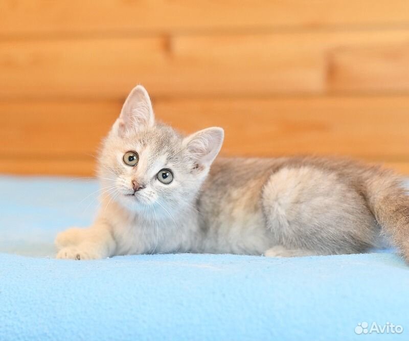 Акварель и Карамель. Котята в добрые руки