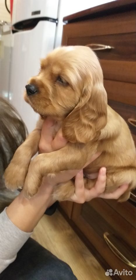 Кокер спаниель англ