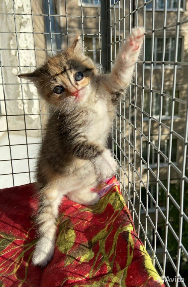 Маленькая сладкая Конфета