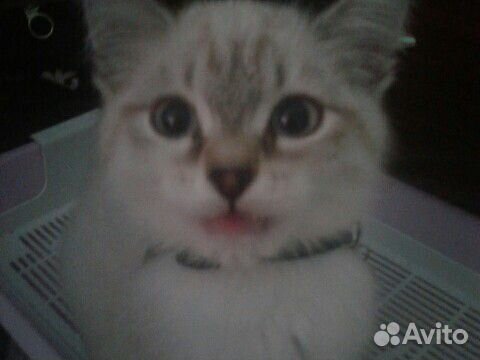 Котенок локи